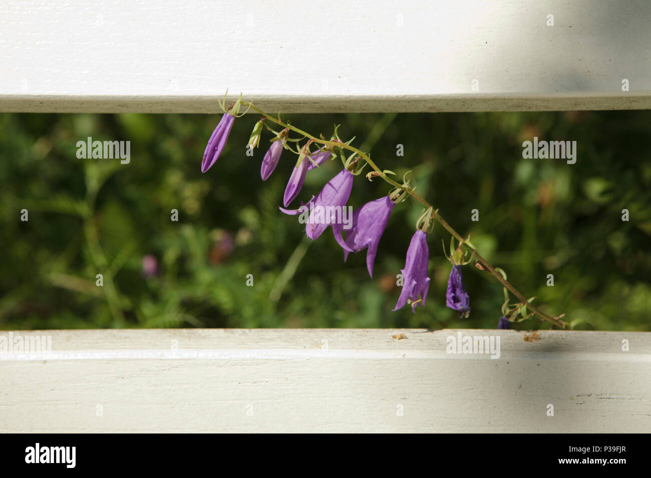 Green bush behind flowers hi-res stock photography and images - Alamy
