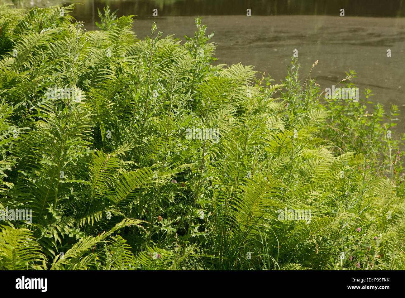 Polypodiopsida hi-res stock photography and images - Alamy