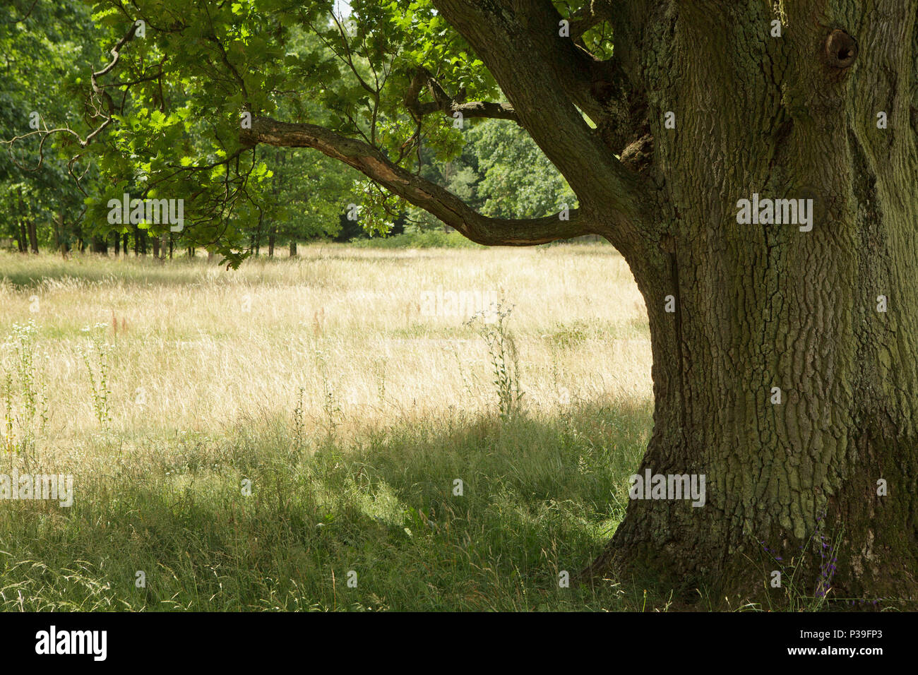 Big old oak tree hi-res stock photography and images - Alamy