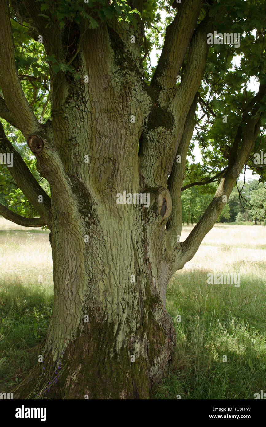 Old oak trunk hi-res stock photography and images - Alamy