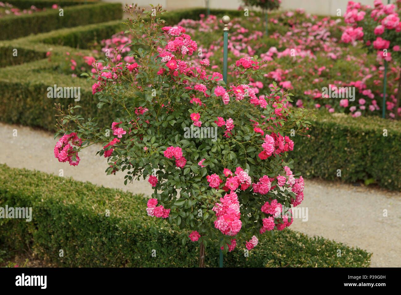 Poland rose garden hi-res stock photography and images - Alamy