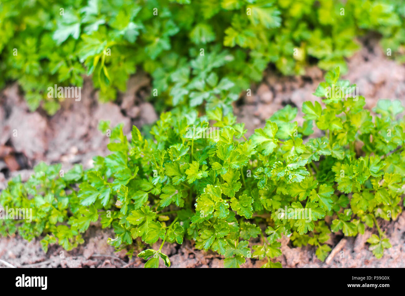 Fresh parsley in the garden, growing in rows. close-up. field, farm ...