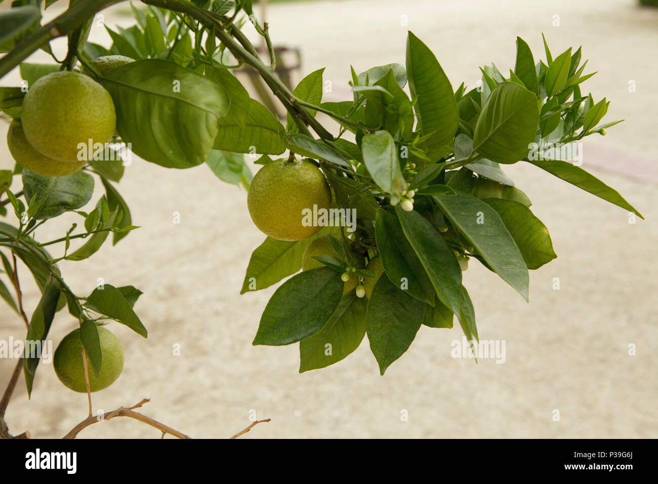a twig of orange tree Stock Photo - Alamy