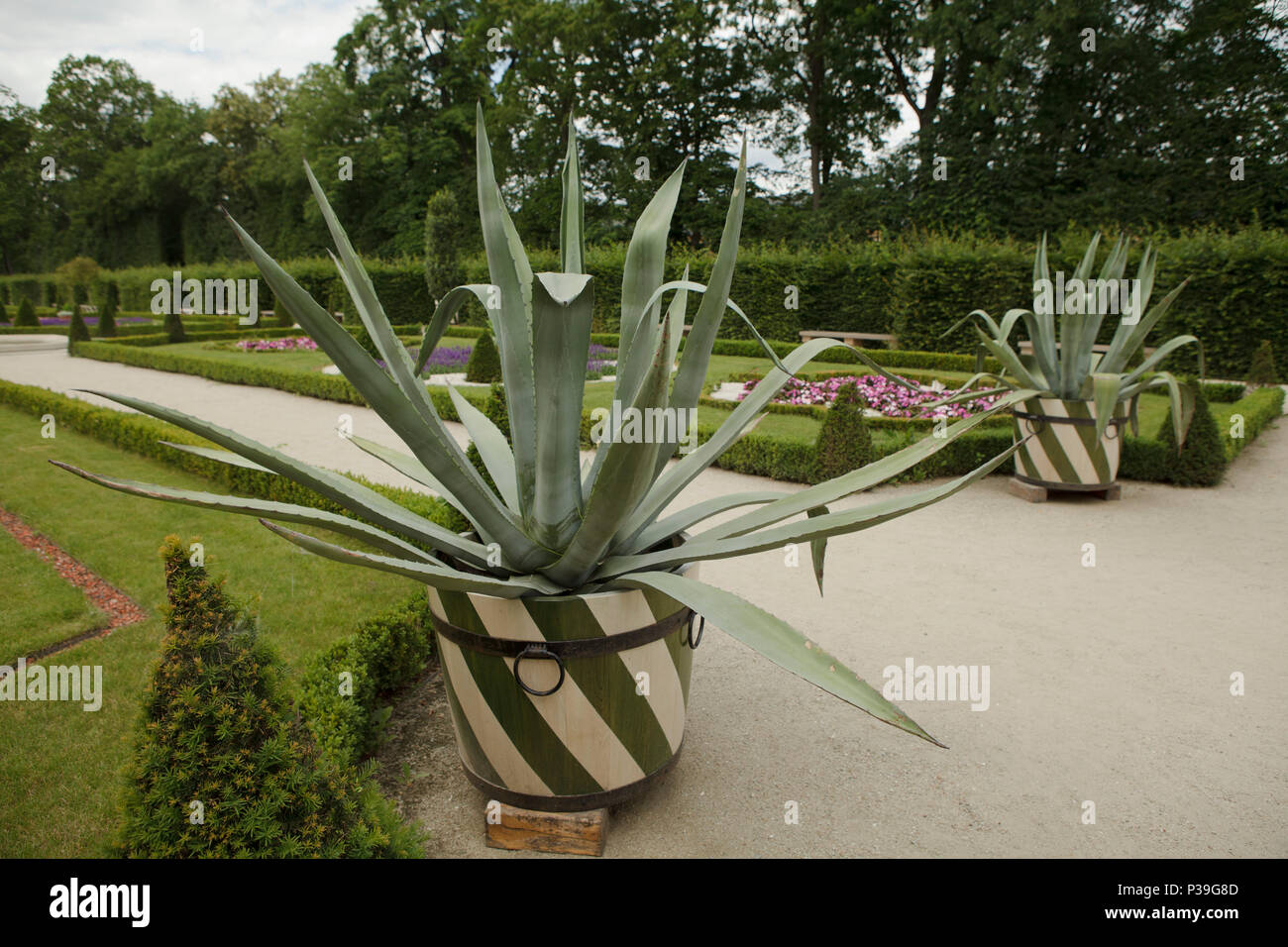 big aloe in a pot with green stripes in classical residence park in ...