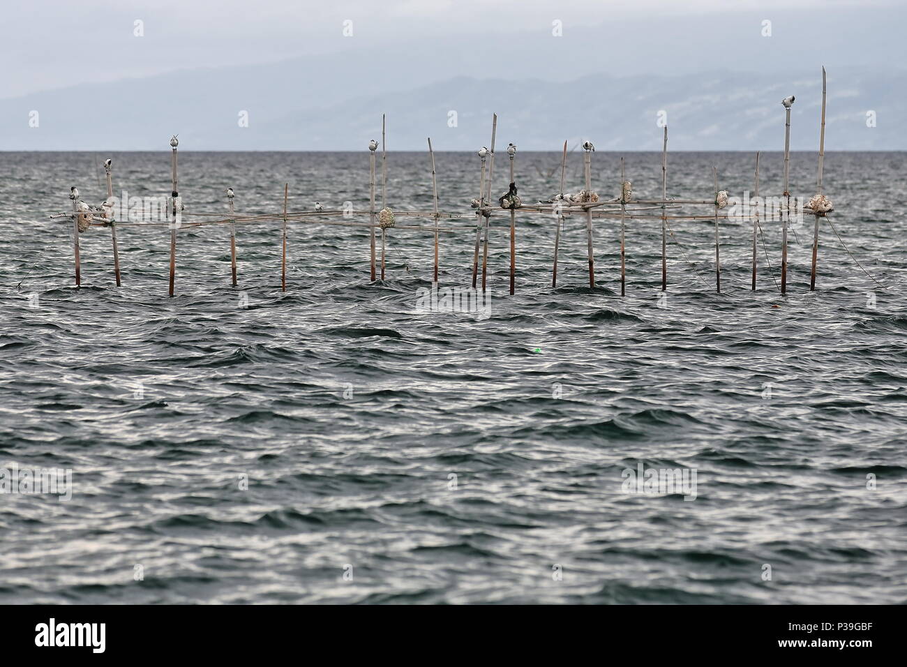 Offshore fishing structure made of bamboo rods and sticks stuck in the ...