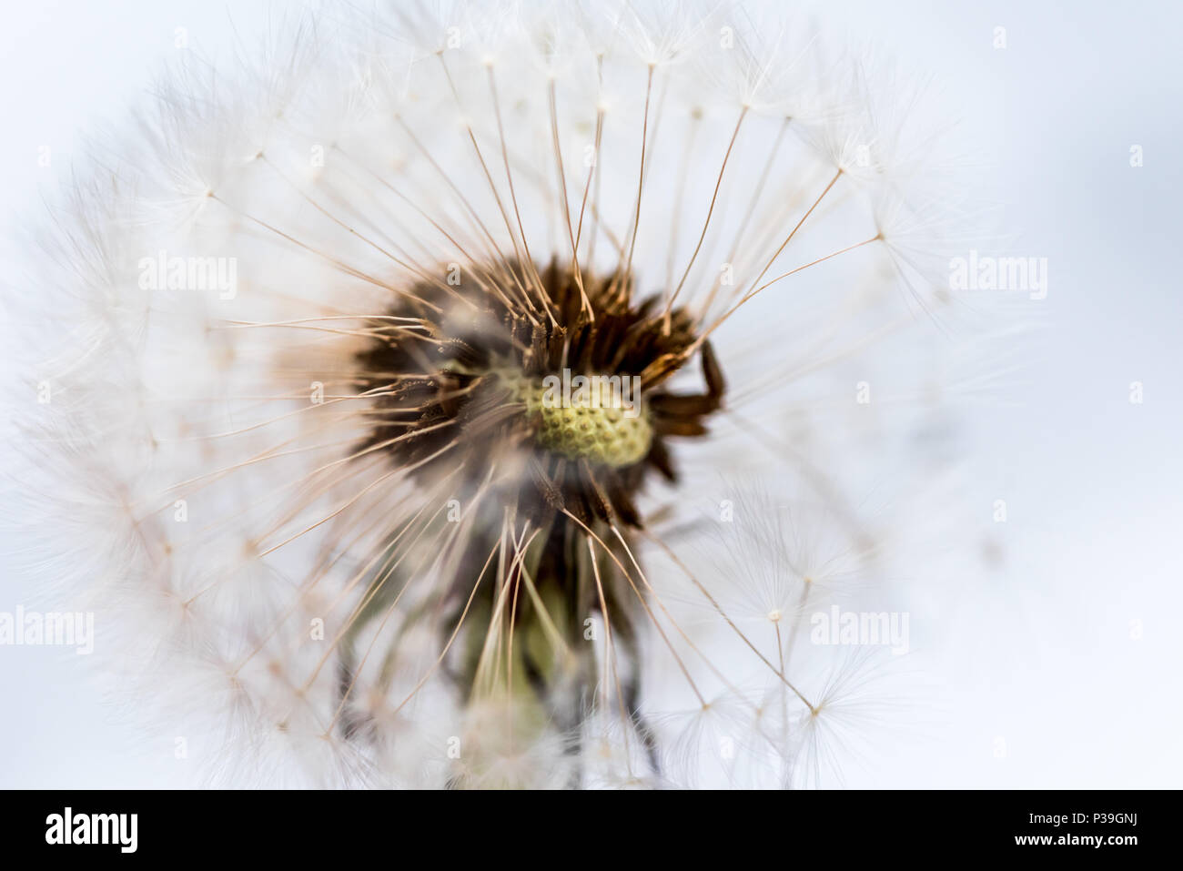 Dandelion flower seed Stock Photo - Alamy
