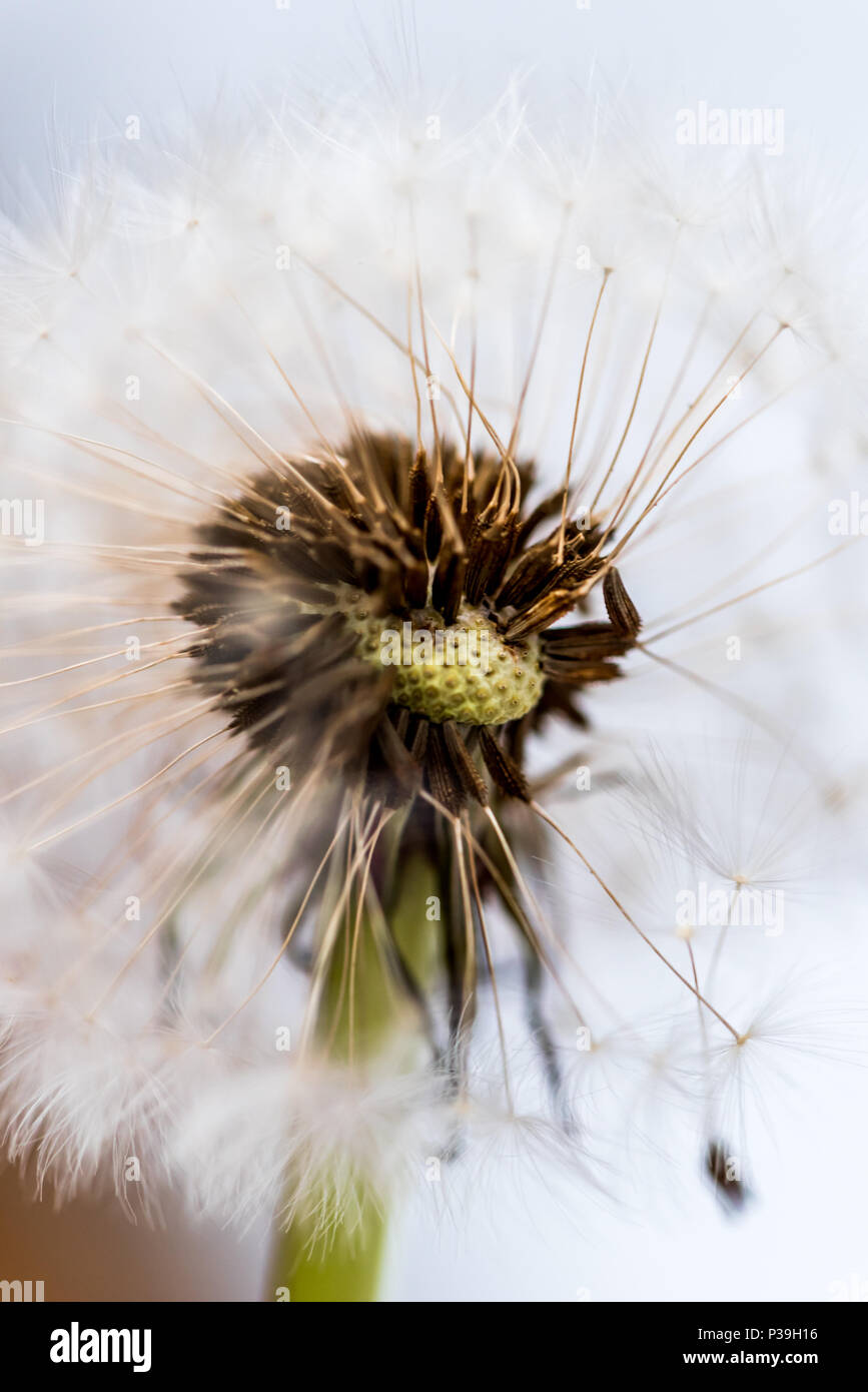 Dandelion flower seed Stock Photo - Alamy