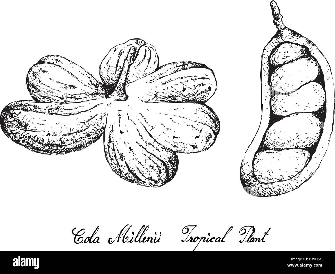 Obi edun Stock Vector Images - Alamy