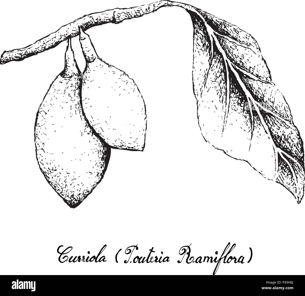 Tropical Fruit, Illustration of Hand Drawn Sketch Curriola or Pouteria ...