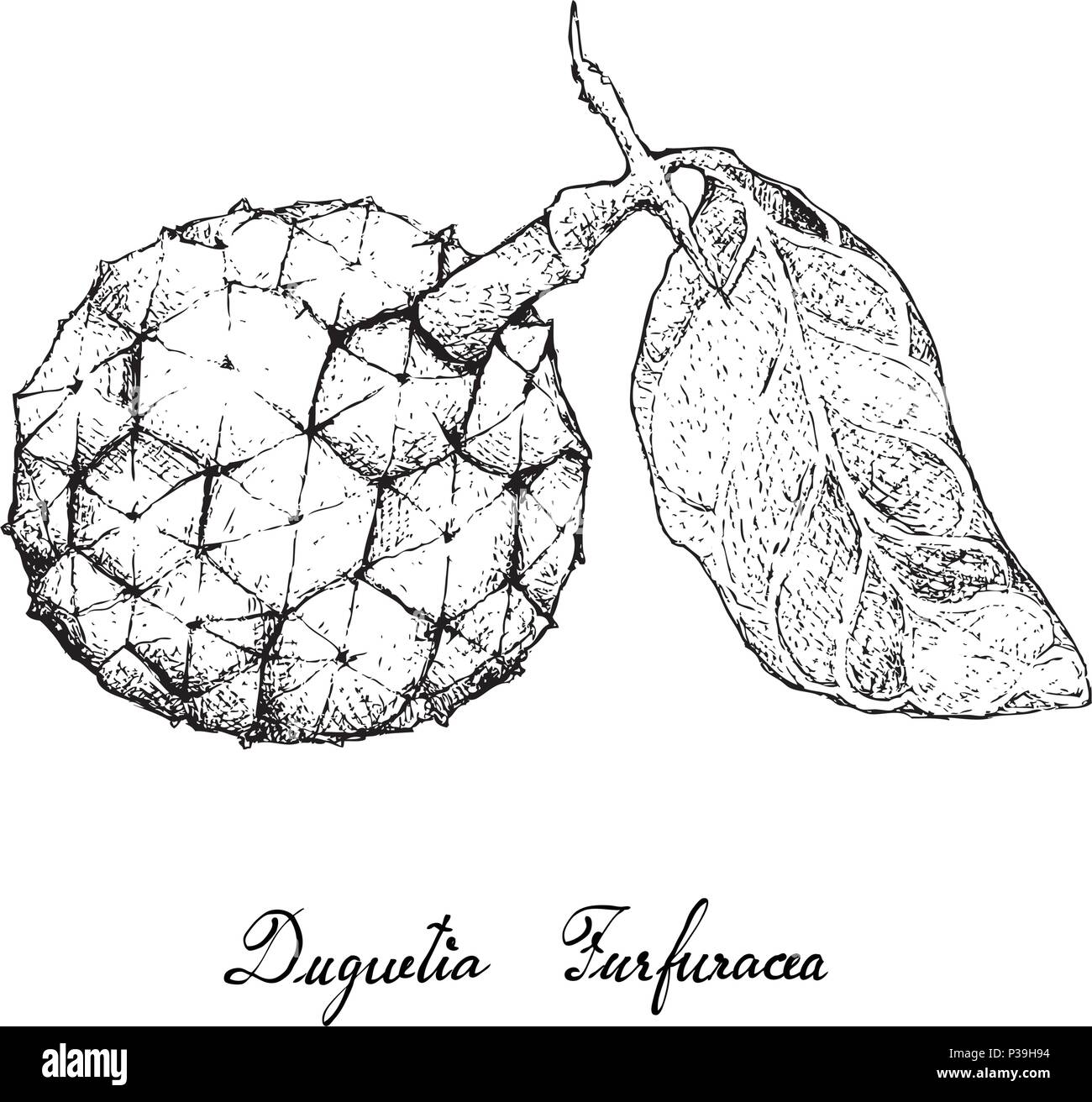 Atis fruit hi-res stock photography and images - Alamy