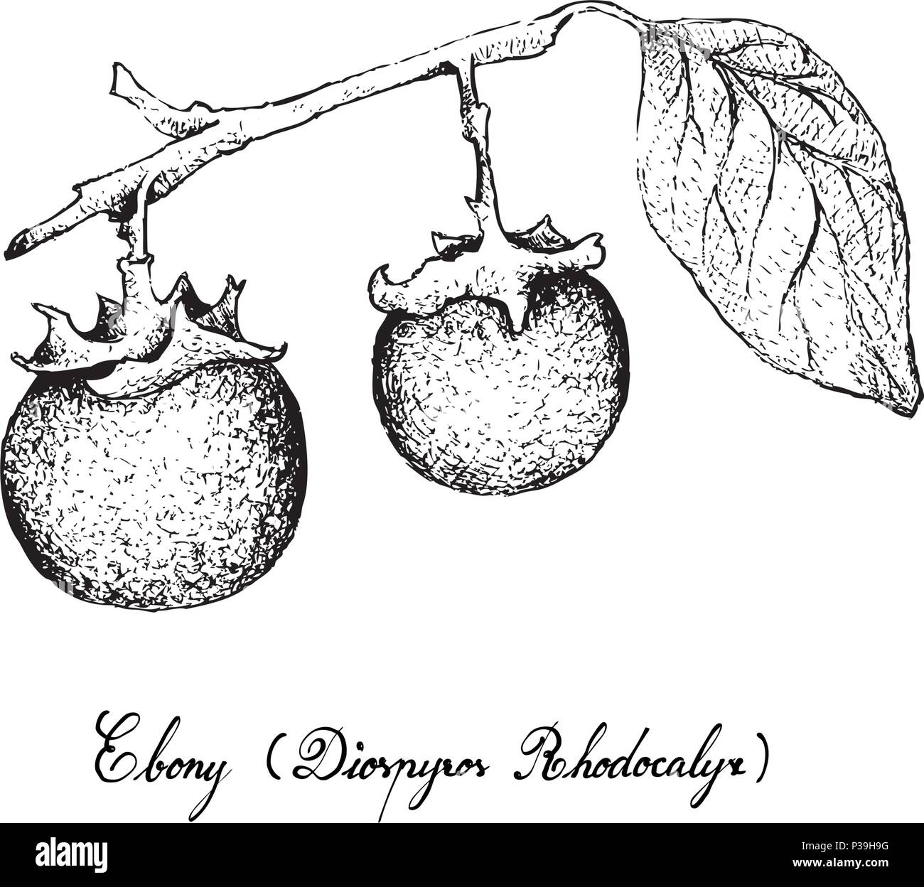 Tropical Fruit, Illustration of Hand Drawn Sketch Ripe and Sweet Ebony ...