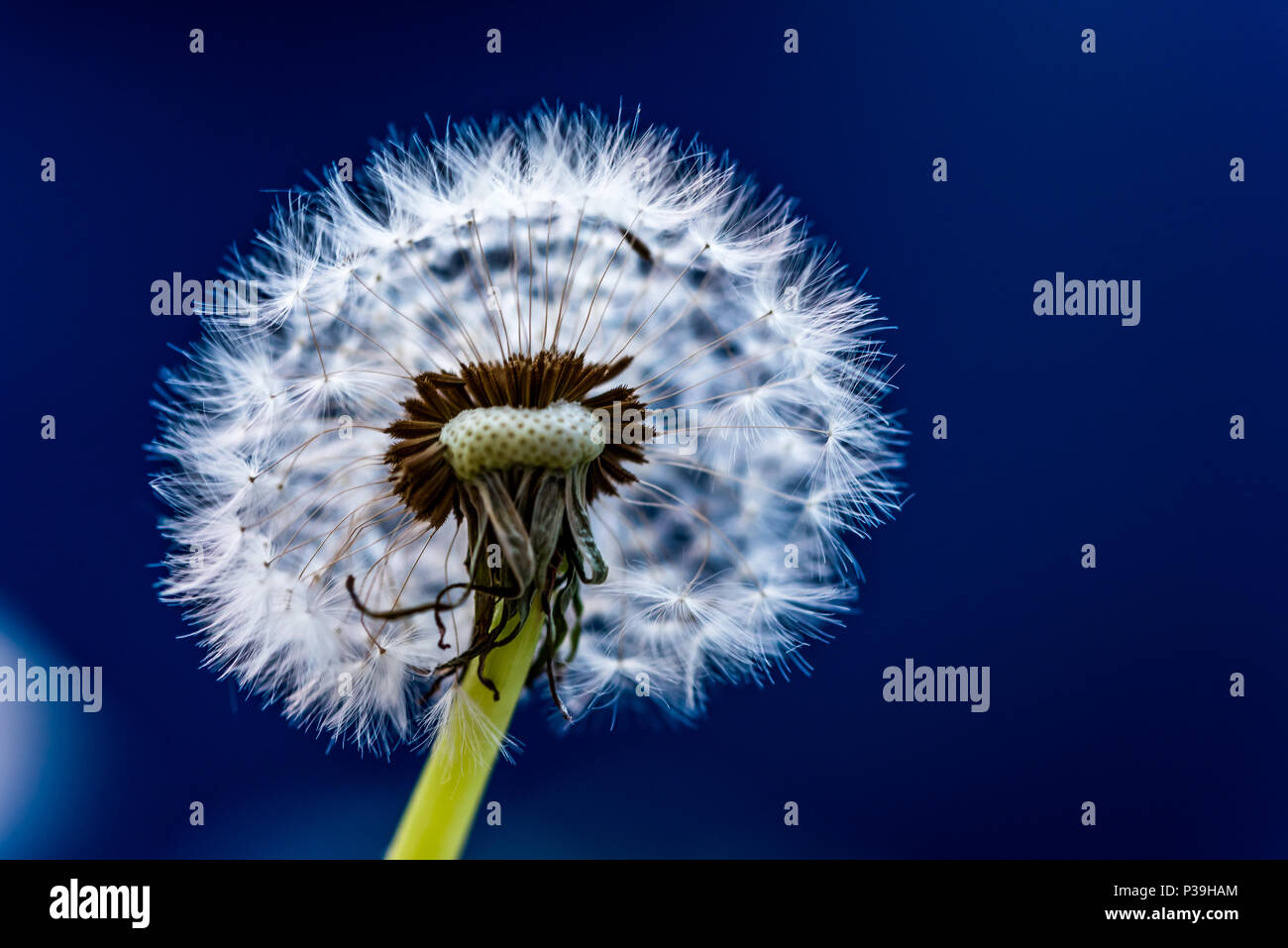 Dandelion flower seed Stock Photo - Alamy
