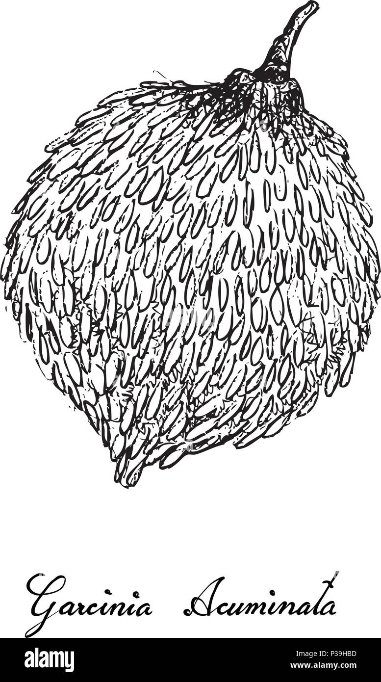 Tropical Fruit, Illustration of Hand Drawn Sketch Sour Bacuri or ...