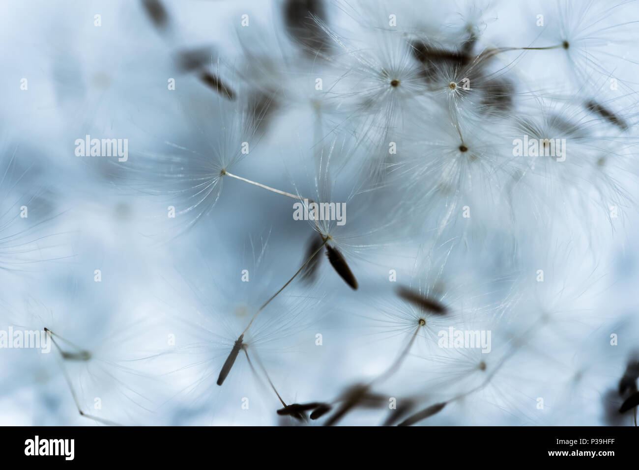 Dandelion flower seed Stock Photo - Alamy