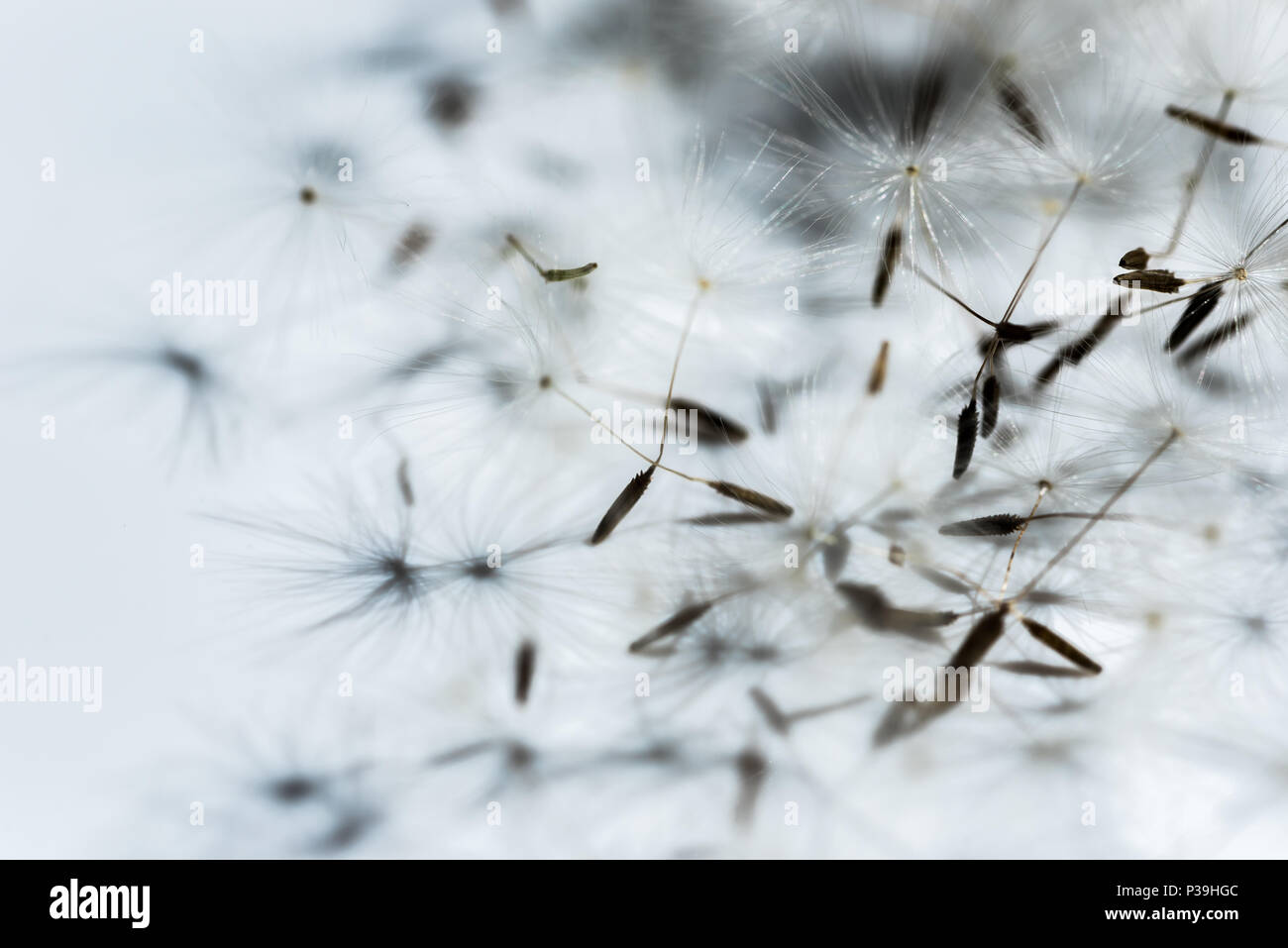 Dandelion flower seed Stock Photo - Alamy