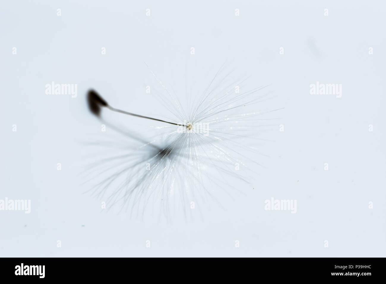 Dandelion flower seed Stock Photo - Alamy