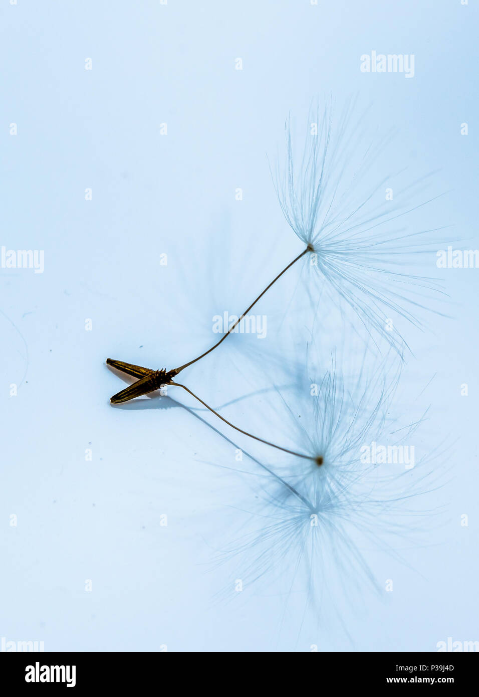 Dandelion flower seed Stock Photo - Alamy