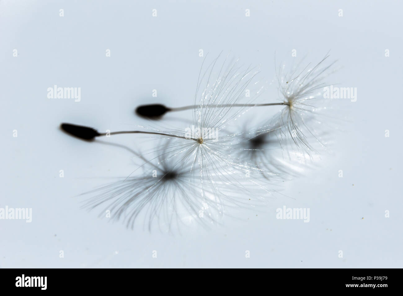 Dandelion flower seed Stock Photo - Alamy