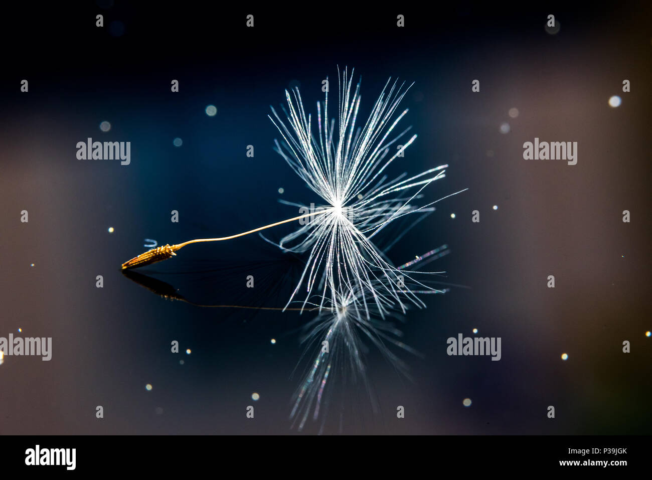 Dandelion flower seed Stock Photo - Alamy