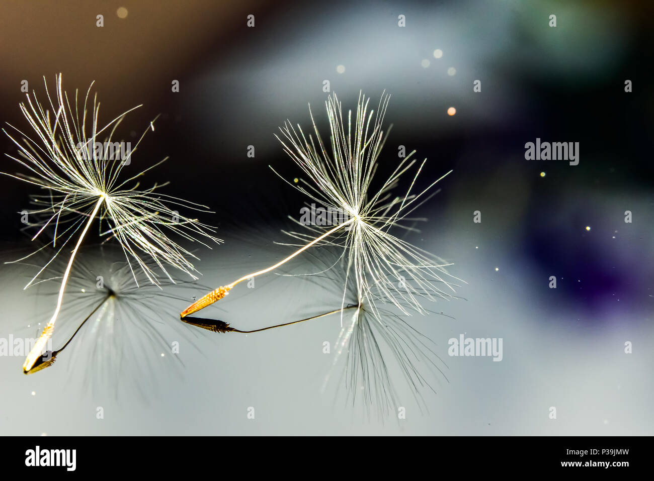 Dandelion flower seed Stock Photo - Alamy