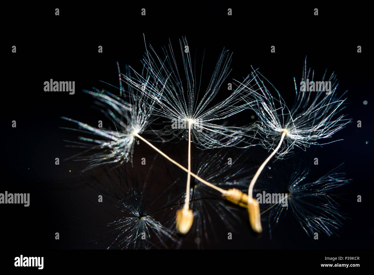 Dandelion flower seed Stock Photo - Alamy