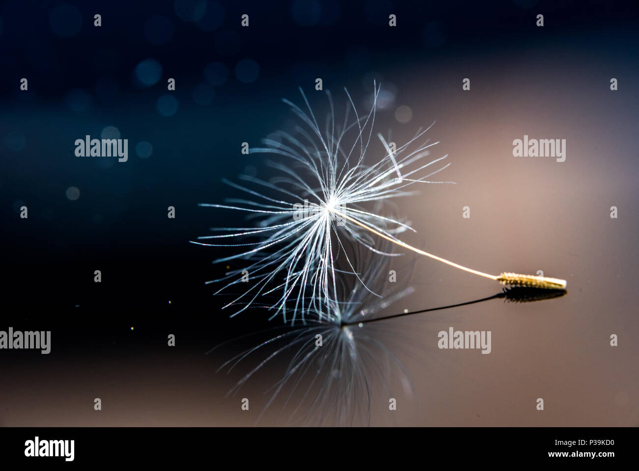 Dandelion flower seed Stock Photo - Alamy
