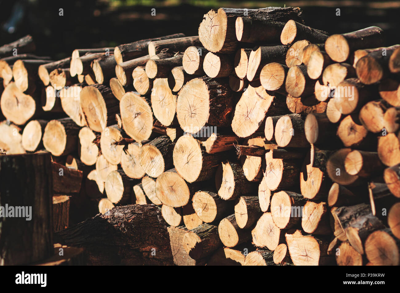 Great pile of wood logs at sunset ready for winter season. Rustic ...