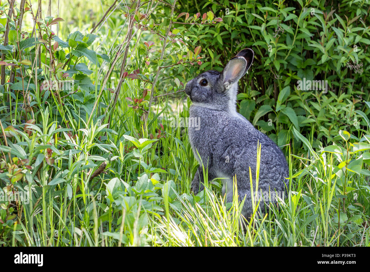 Cute rabbit garden hi-res stock photography and images - Alamy