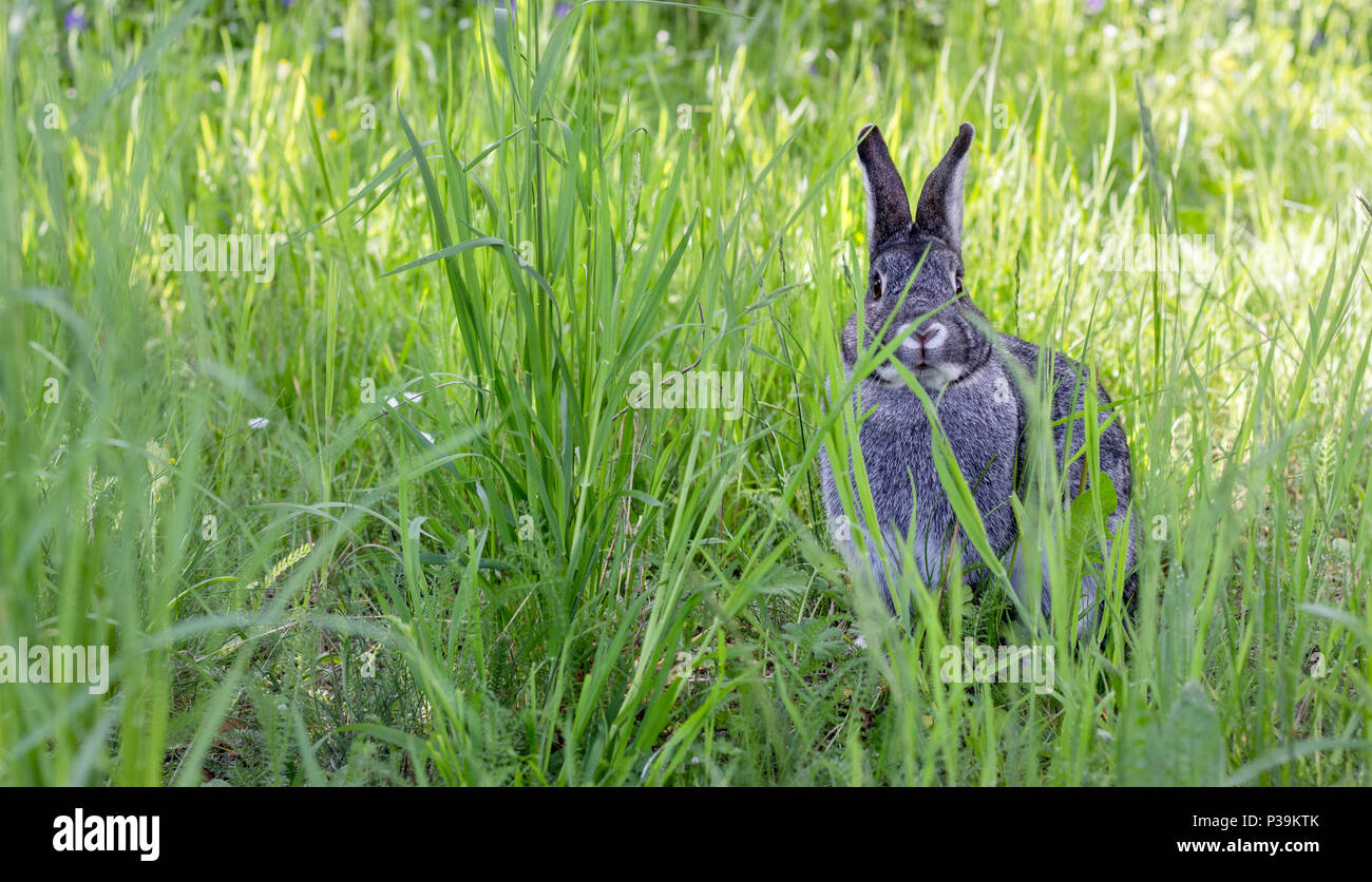 a cute, gray rabbit on the meadow Stock Photo - Alamy