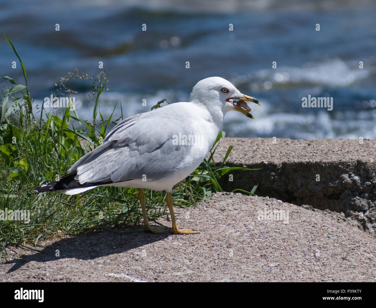 Different types of gulls hi-res stock photography and images - Alamy