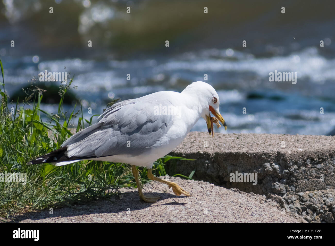 Identifying birds hi-res stock photography and images - Alamy