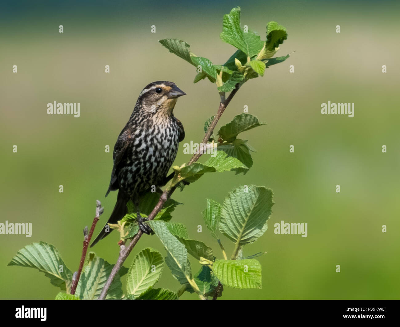brown sparrow on branch Stock Photo - Alamy