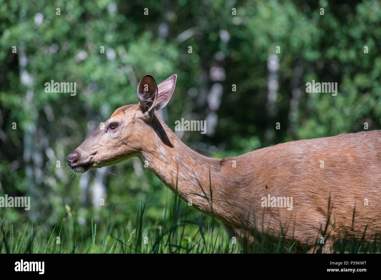 doe in the woods Stock Photo - Alamy