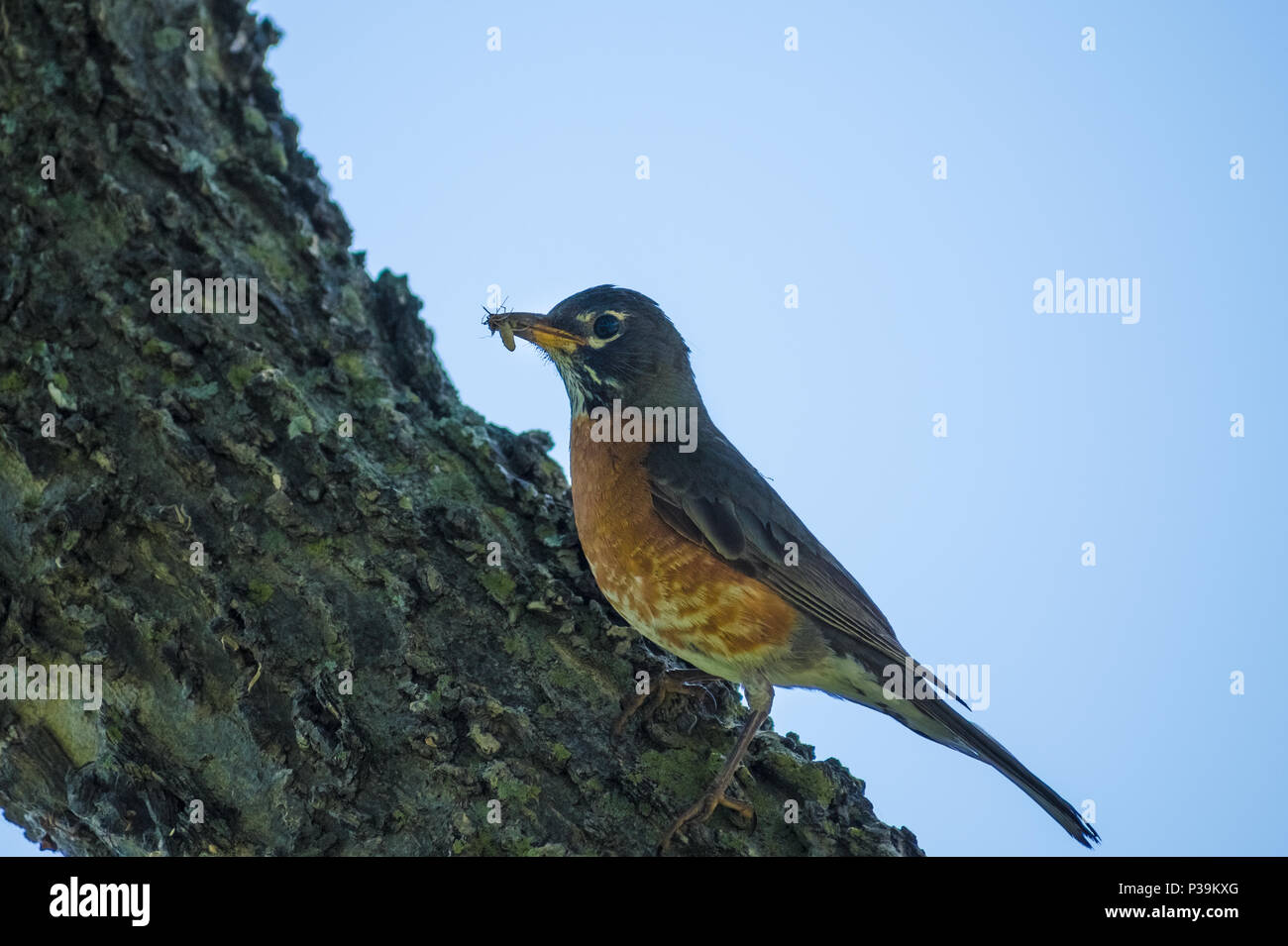 american robin with bug in mouth Stock Photo - Alamy