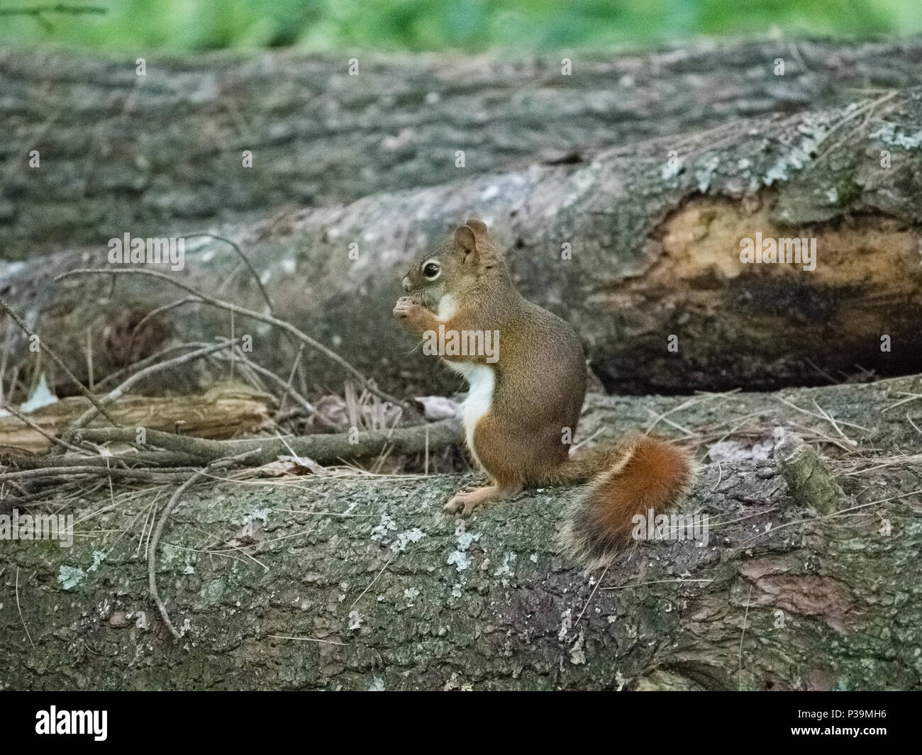 Playful red squirrels hi-res stock photography and images - Alamy