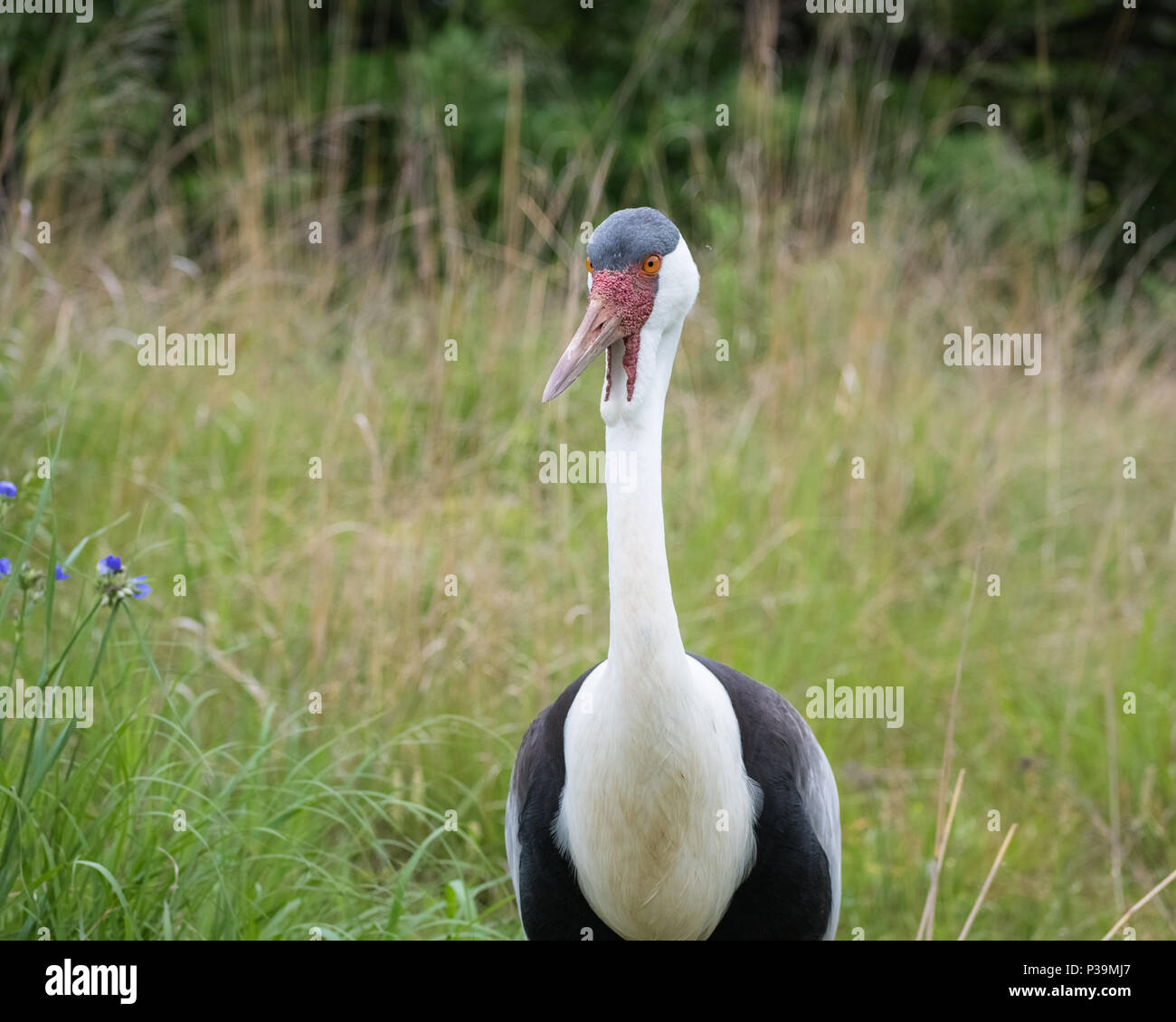 Wattled crane family hi-res stock photography and images - Alamy
