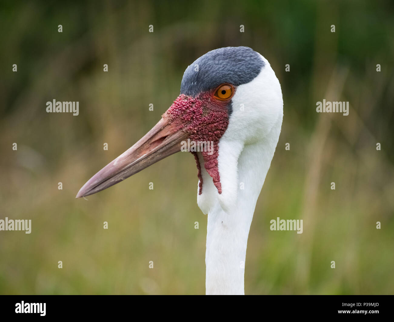 Wattled crane family hi-res stock photography and images - Alamy