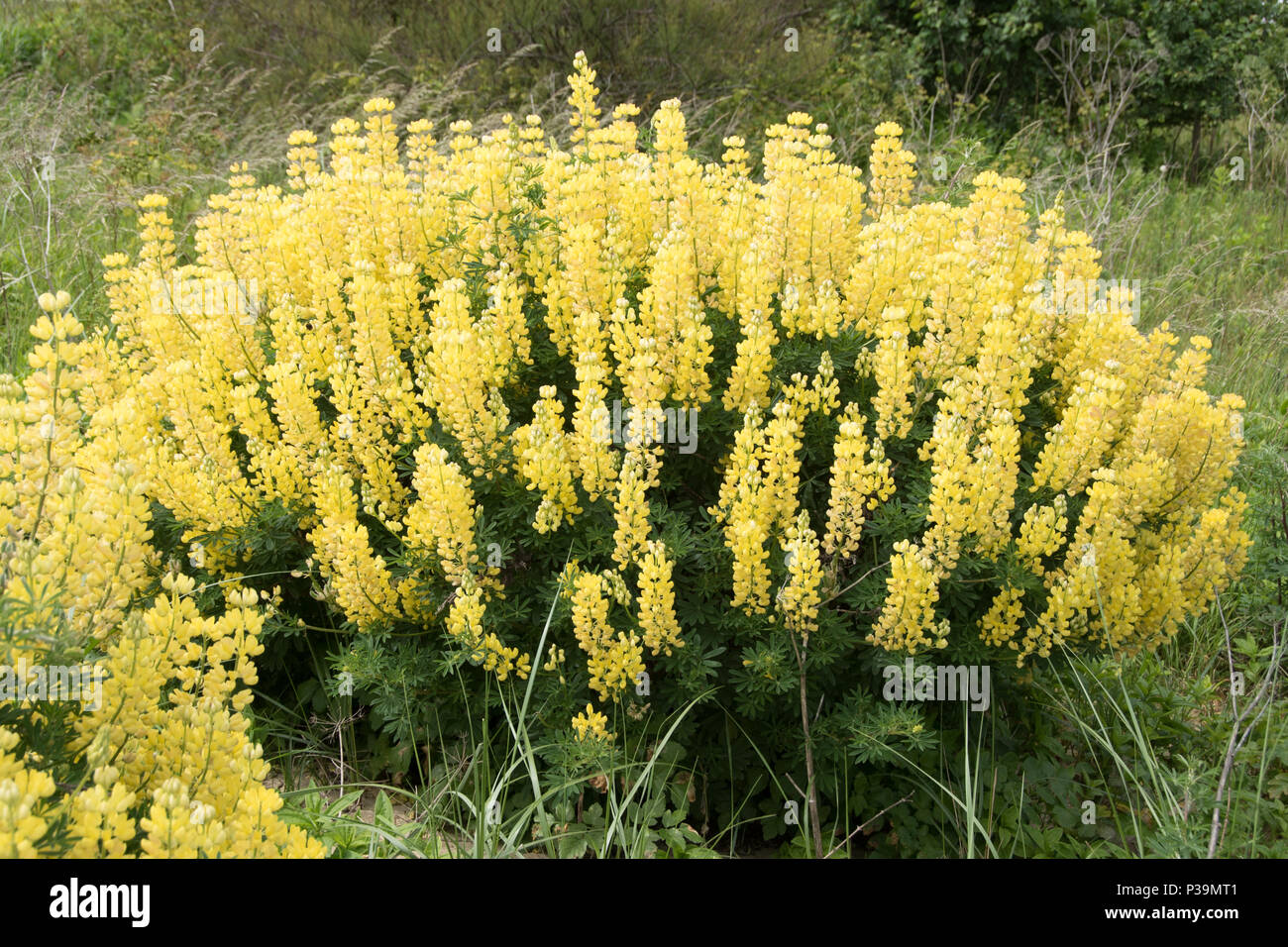 Coastal bush lupine hi-res stock photography and images - Alamy