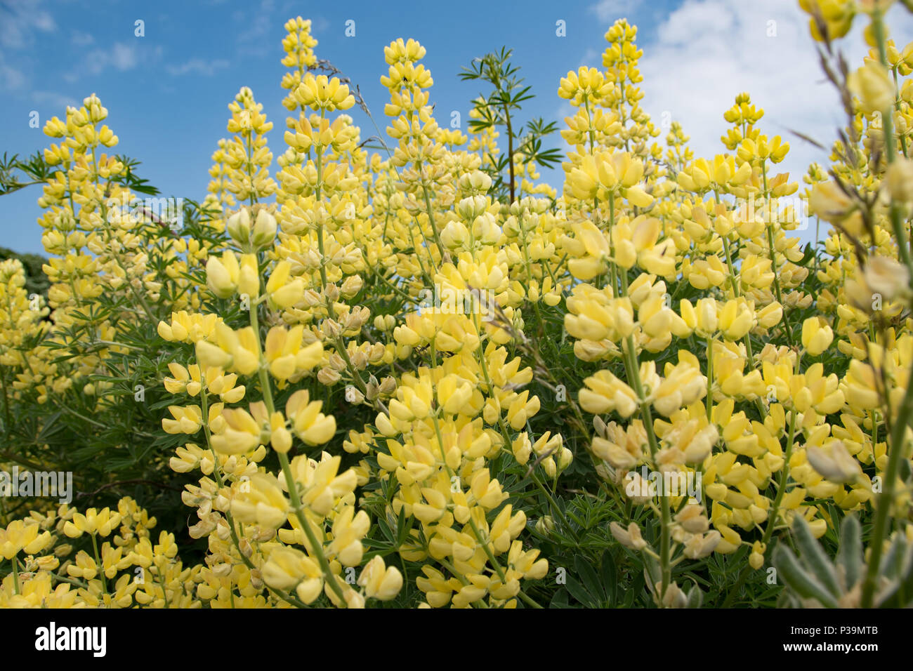 Coastal bush lupine hi-res stock photography and images - Alamy