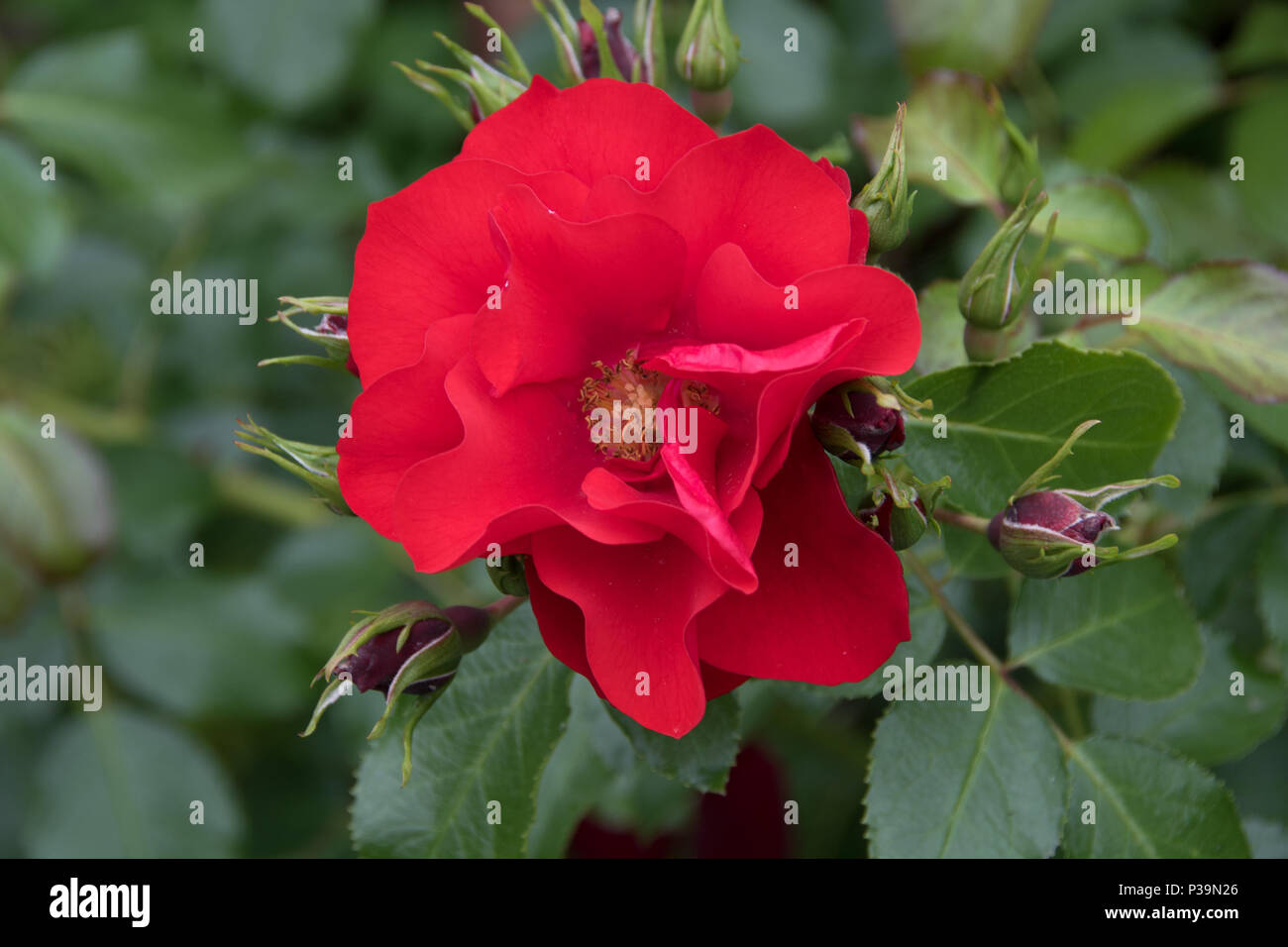 Red floribunda rose 'Flower Carpet Red' Stock Photo - Alamy