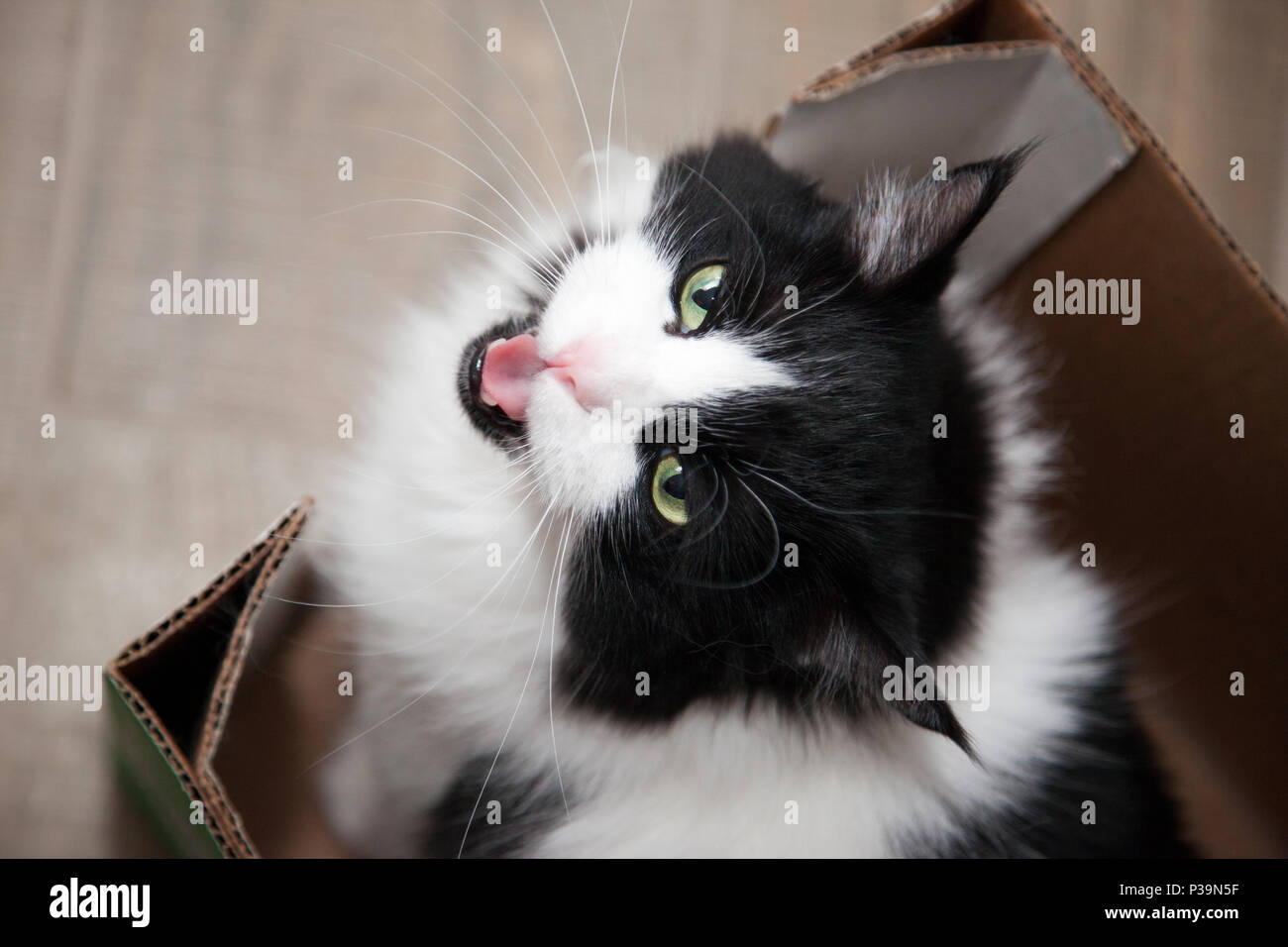 Chatty box hi-res stock photography and images - Alamy