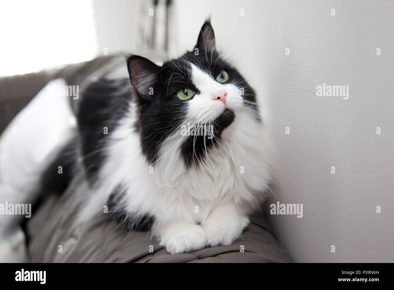 Fluffy cat looks up hi-res stock photography and images - Alamy