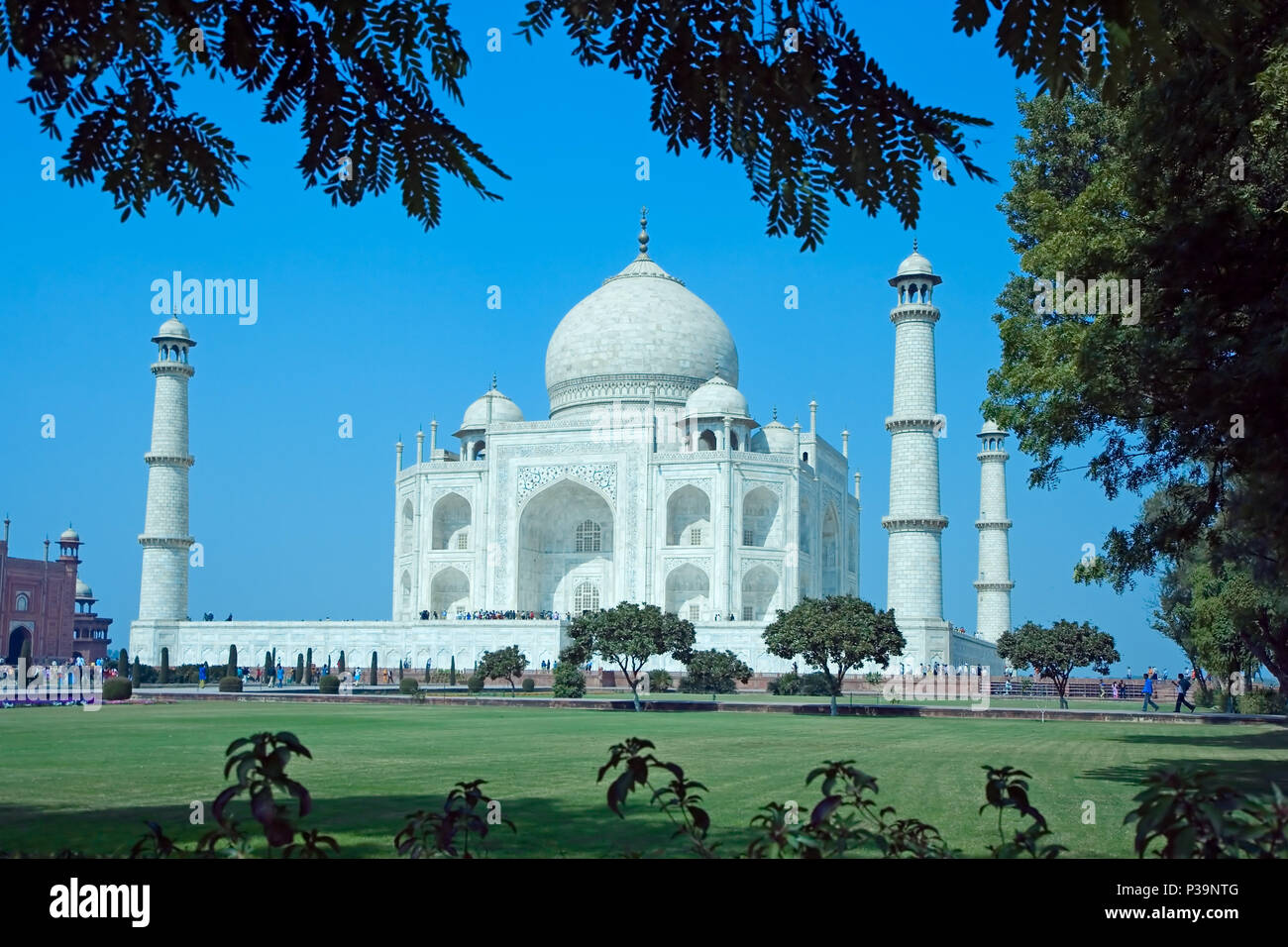 Taj Mahal through tree, Agra, India Stock Photo - Alamy