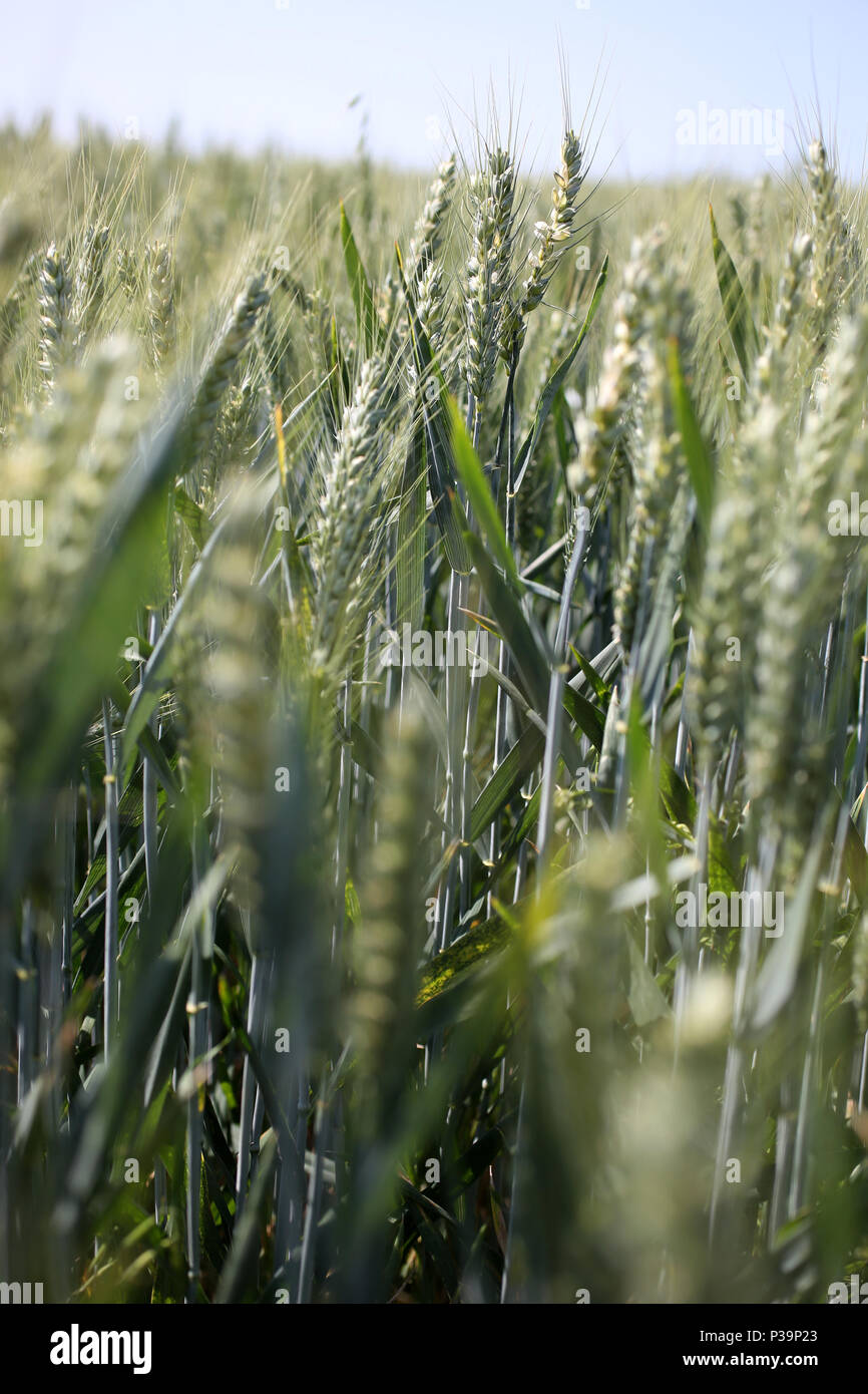 Planet earth and wheat hi-res stock photography and images - Alamy