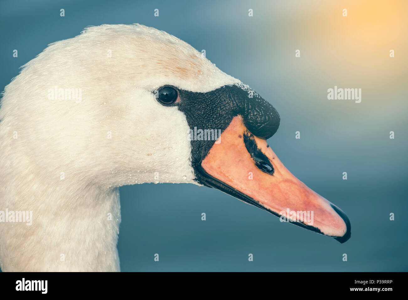 White swan head close up. Profile view, swan headshot. Vintage style ...