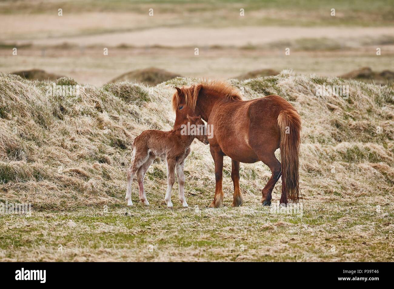 Horse feeding its offspring Stock Photo - Alamy