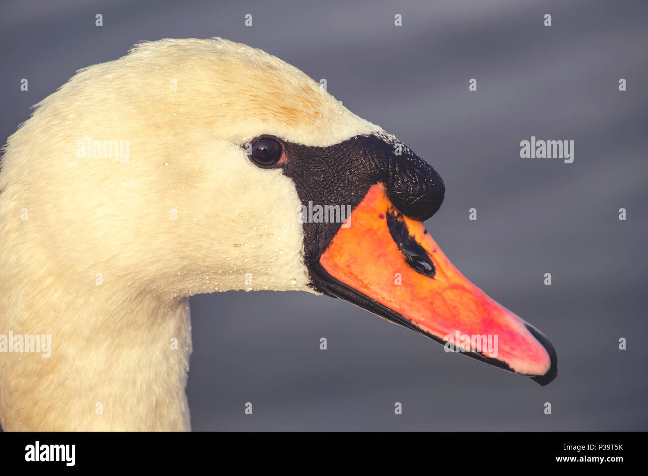White swan head close up. Profile view, swan headshot. Vintage style ...