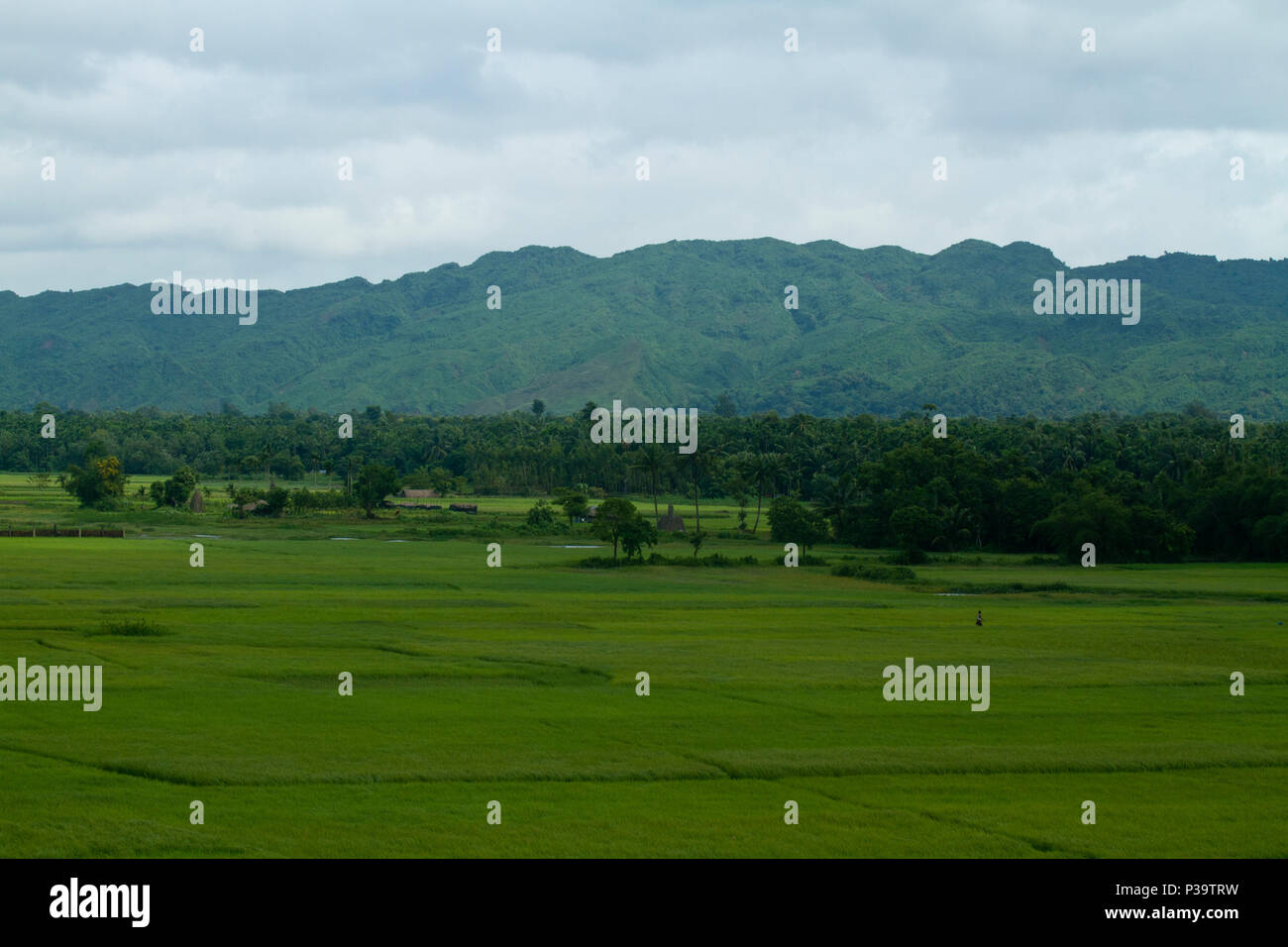 Landscape of Toinga Hill and paddy fields at Teknaf. Cox's Bazar ...