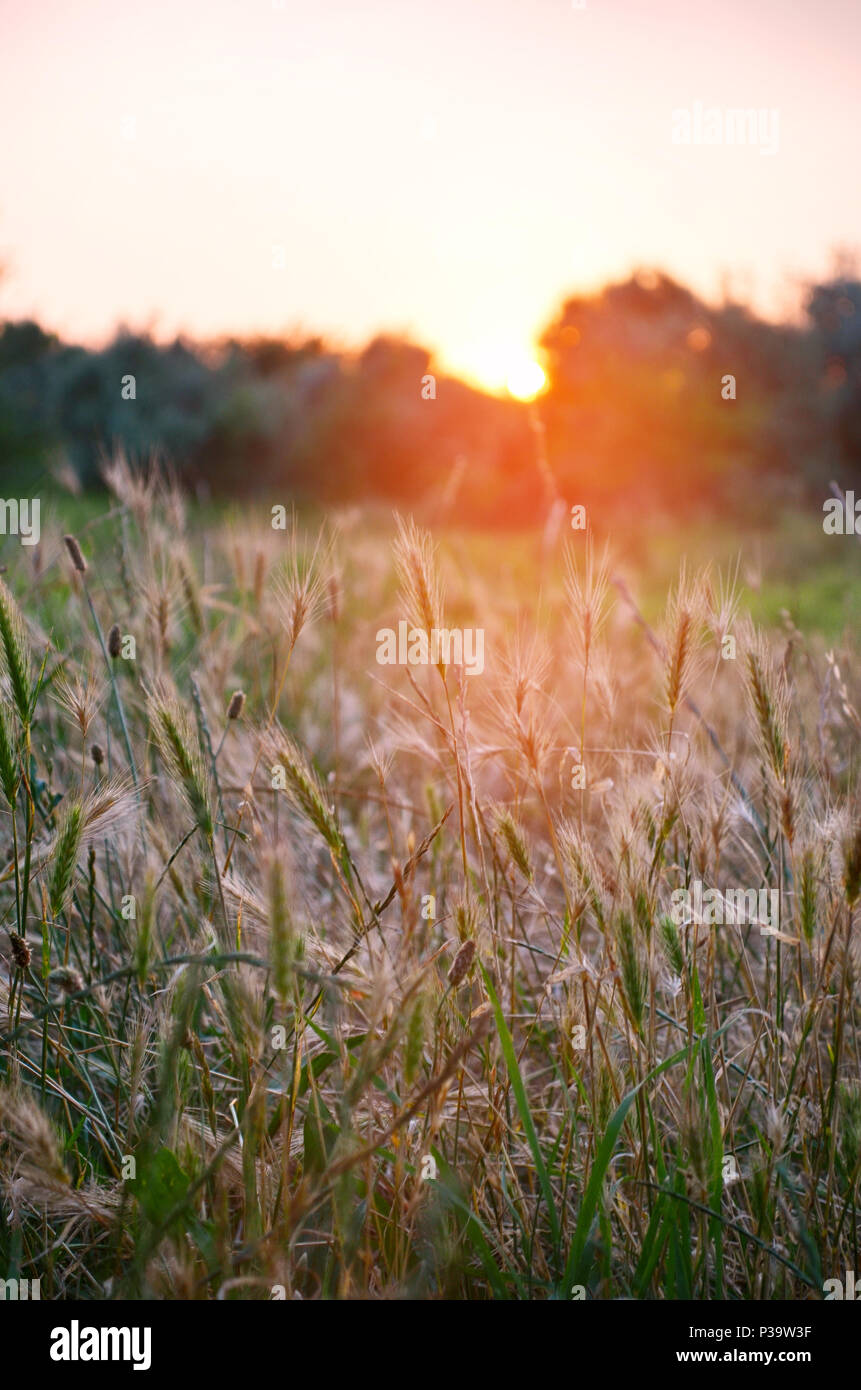 summer sunset in spikelets, beautiful wallpaper, Ukraine, Kherson ...