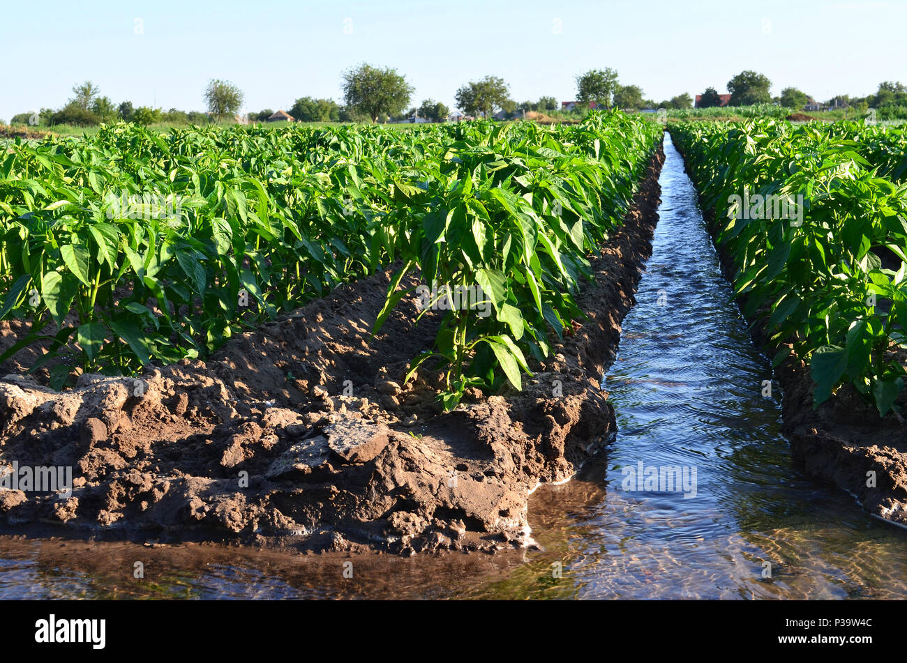 watering of agricultural crops, countryside, natural watering, village ...